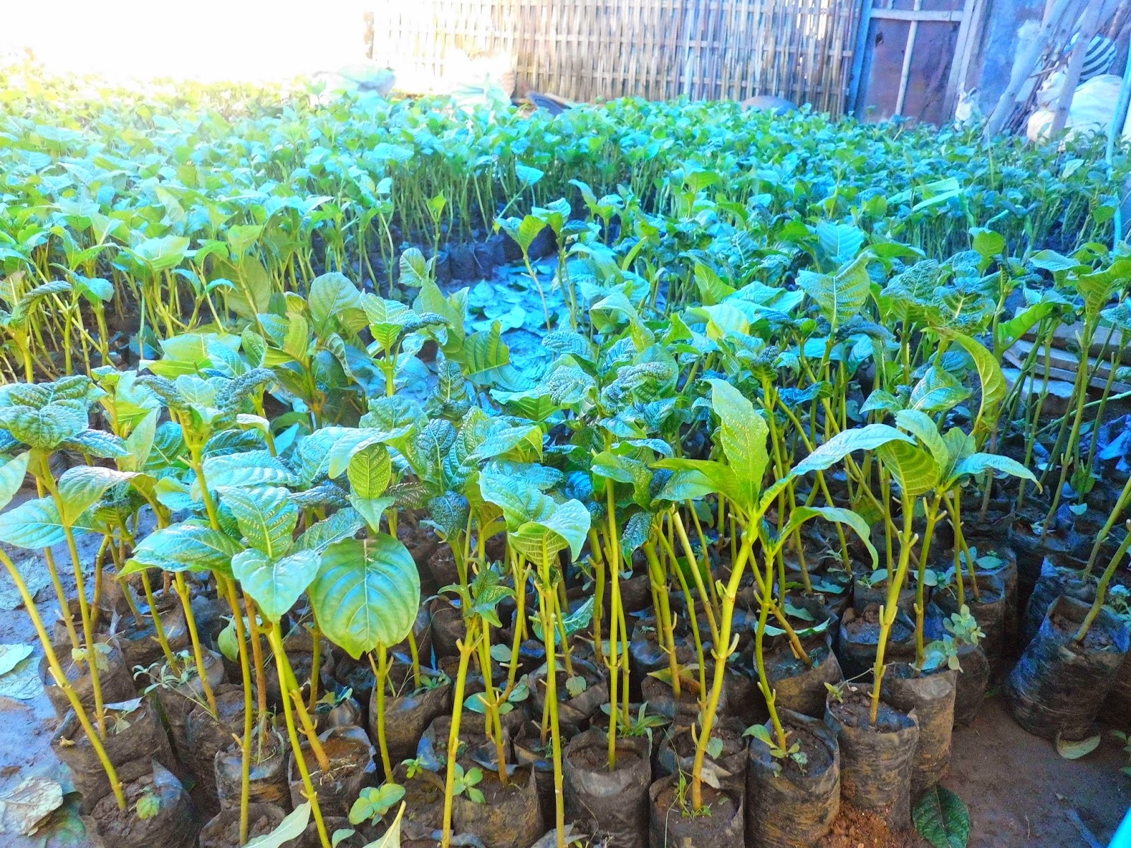 Ayo Kenal dengan Samama Si Jabon Merah Untuk Investasi Masa Depan ...