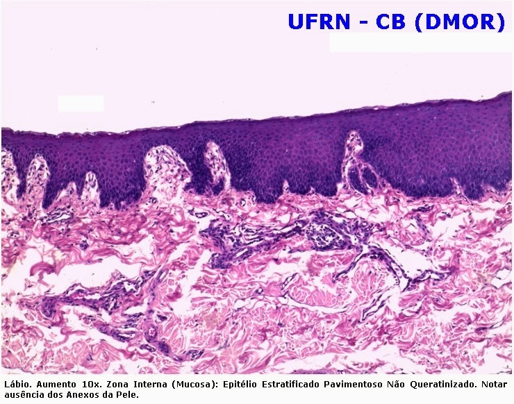 Histologia: Sistema Digestório