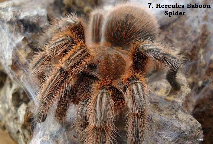 In Birdy's Eyes:: Afrikaans: Die wêreld se grootste Spiders