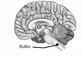 Atividades Teórico-práticas em Metabolismo e Morfofisiologia : Cerebelo ...
