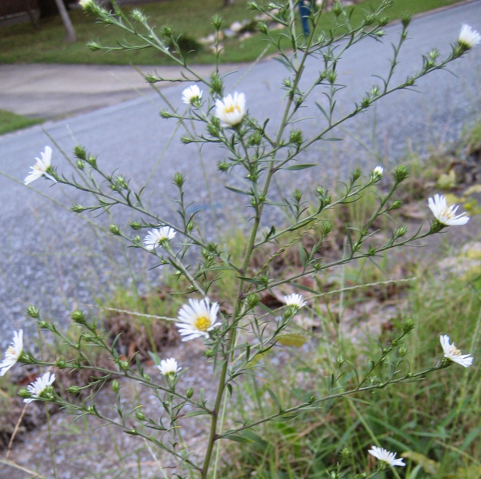 Discovering His Creation: Panicled Aster, White-panicle Aster ...
