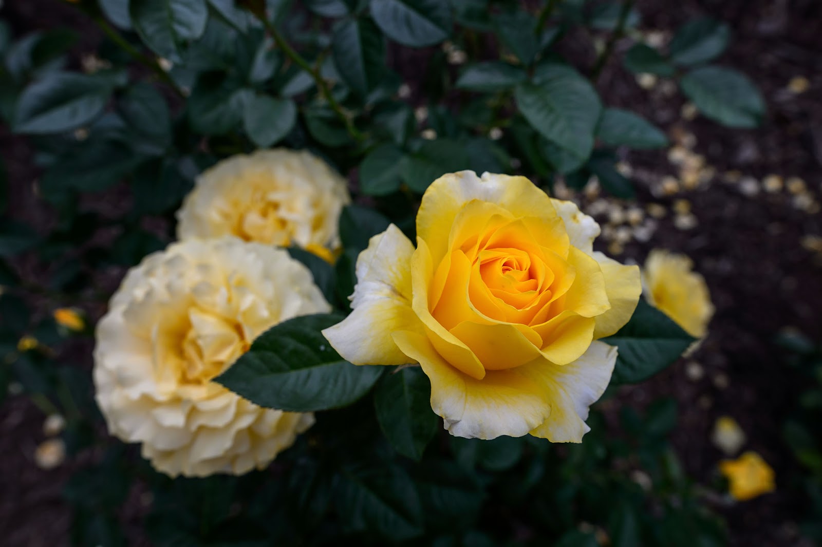 Bubba's Garage: Photos of Biltmore Gardens in the Fall