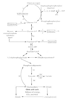 MR. BOB BLOG: GLUKONEOGENESIS