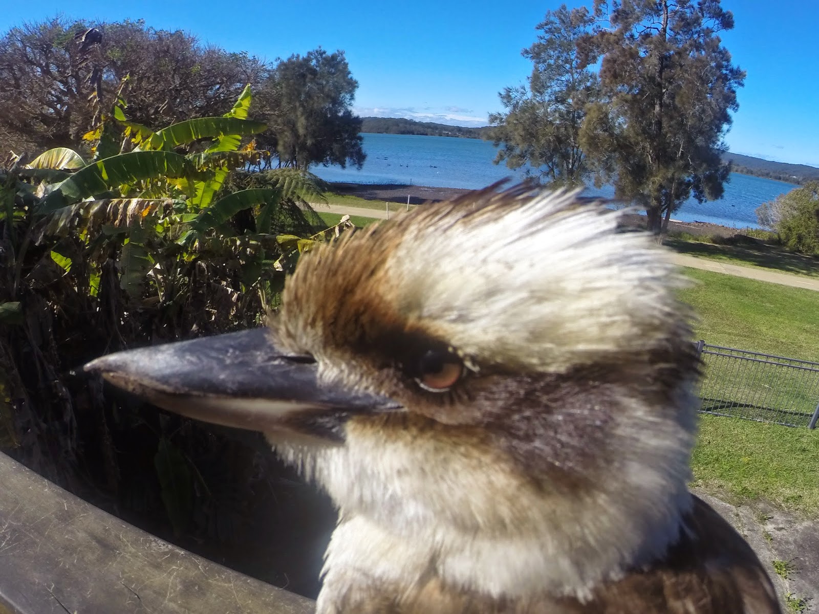 My Burra Family: How to age a Kookaburra
