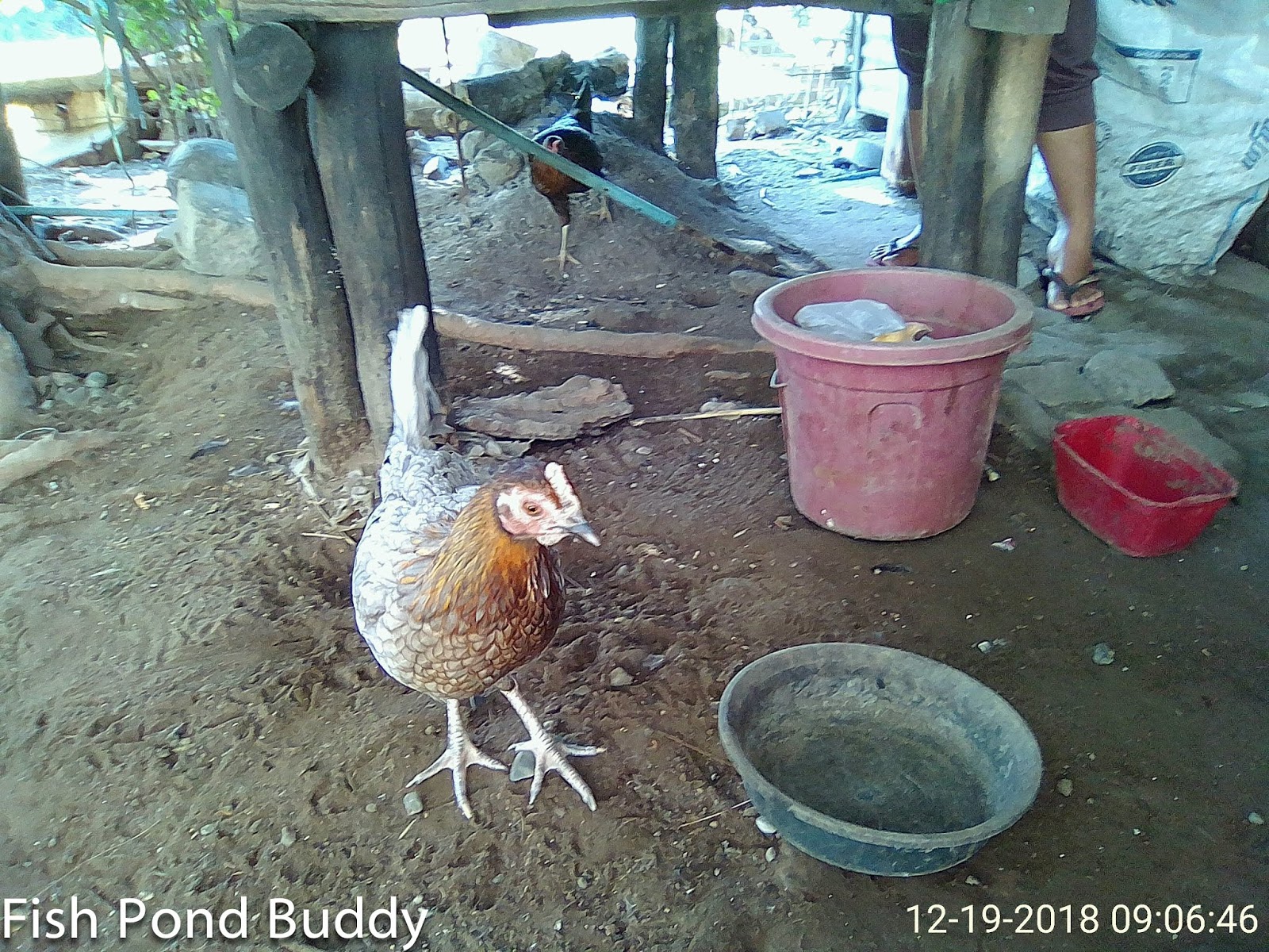 Fish Pond Buddy: Raising Native Chickens at the Milkfish (Bangus) Farm