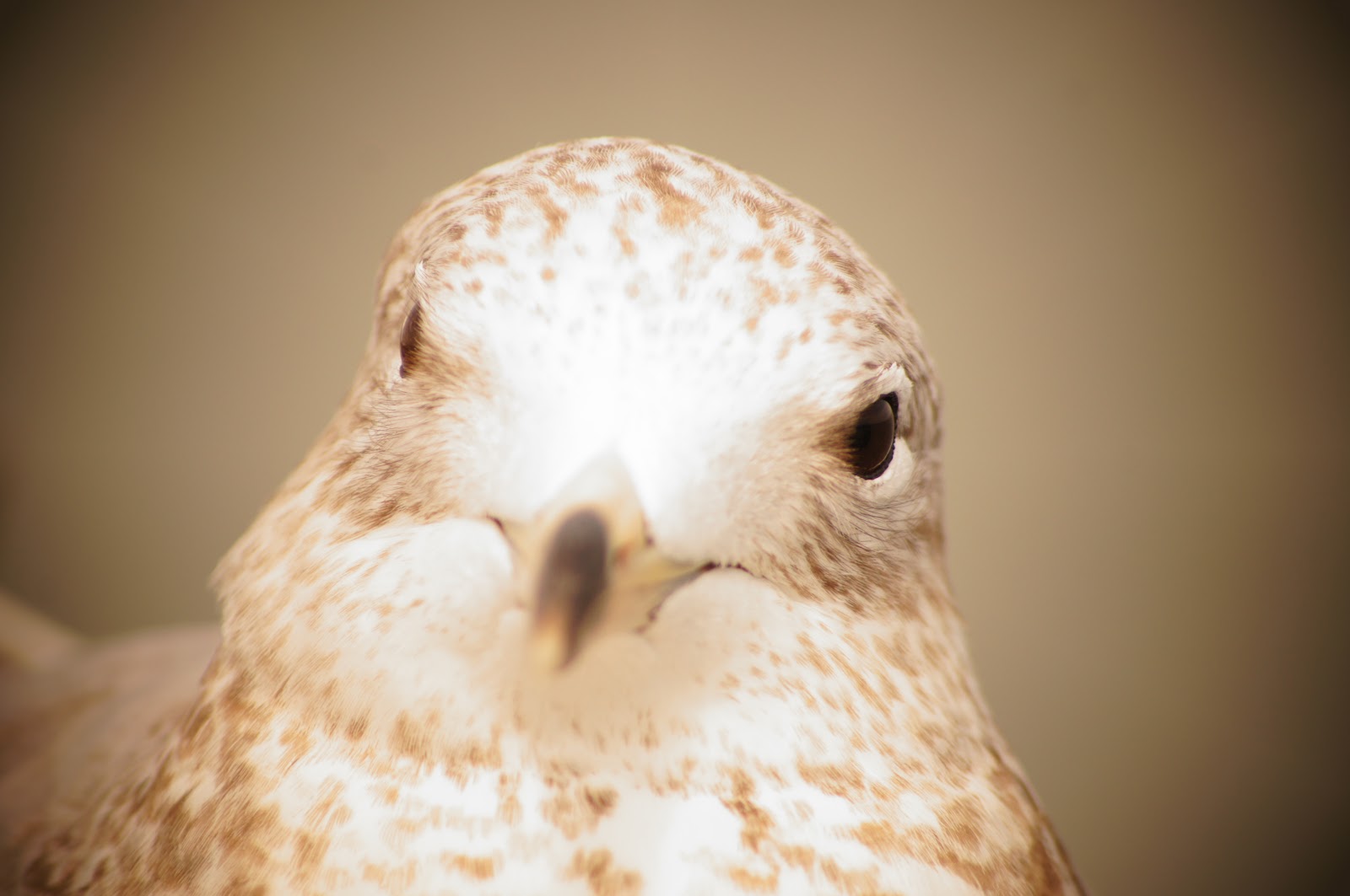 17 high resolution birds free pictures for blogs and commercial use