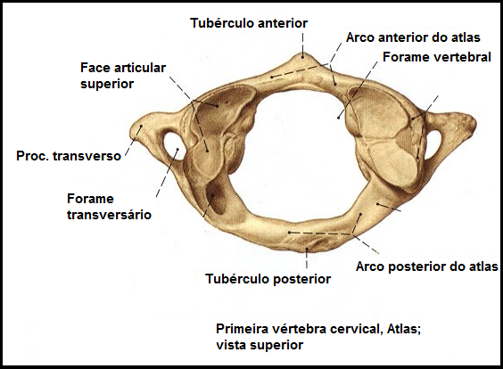Atlas de Anatomia Humano : Sistema Esquelético