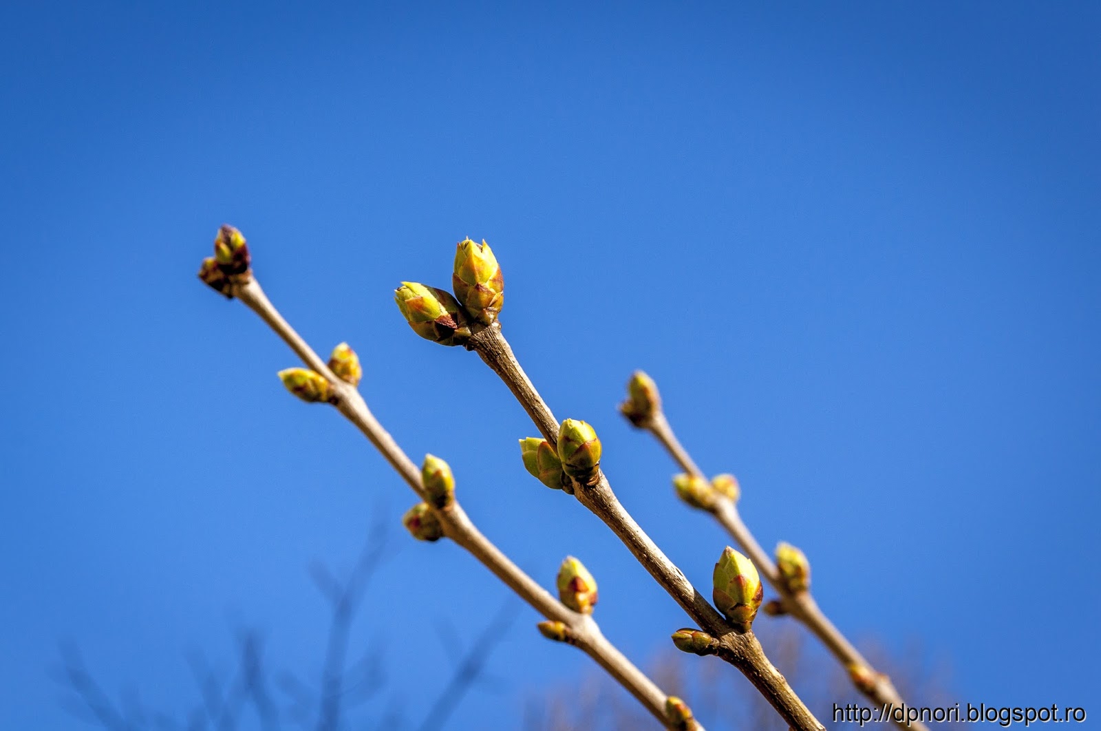 .printre nori: Muguri de primavara