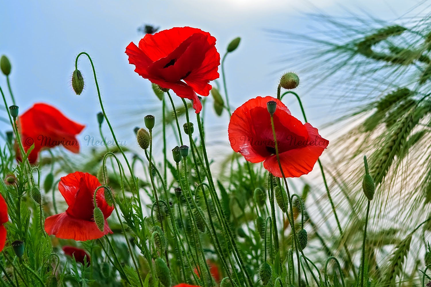 Armonie cu fotoni: Macii rosii