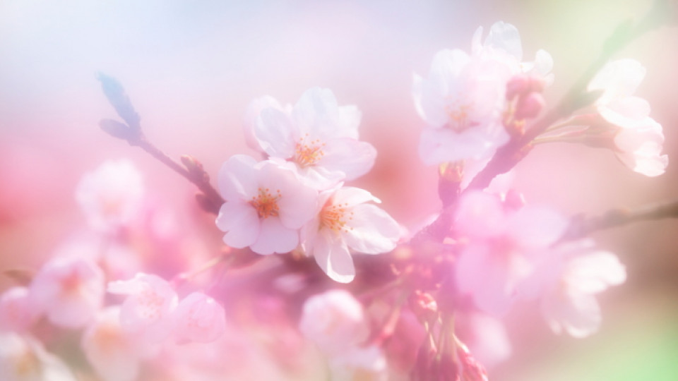 Добри Дѣла за Здраве и Животъ: Пролет