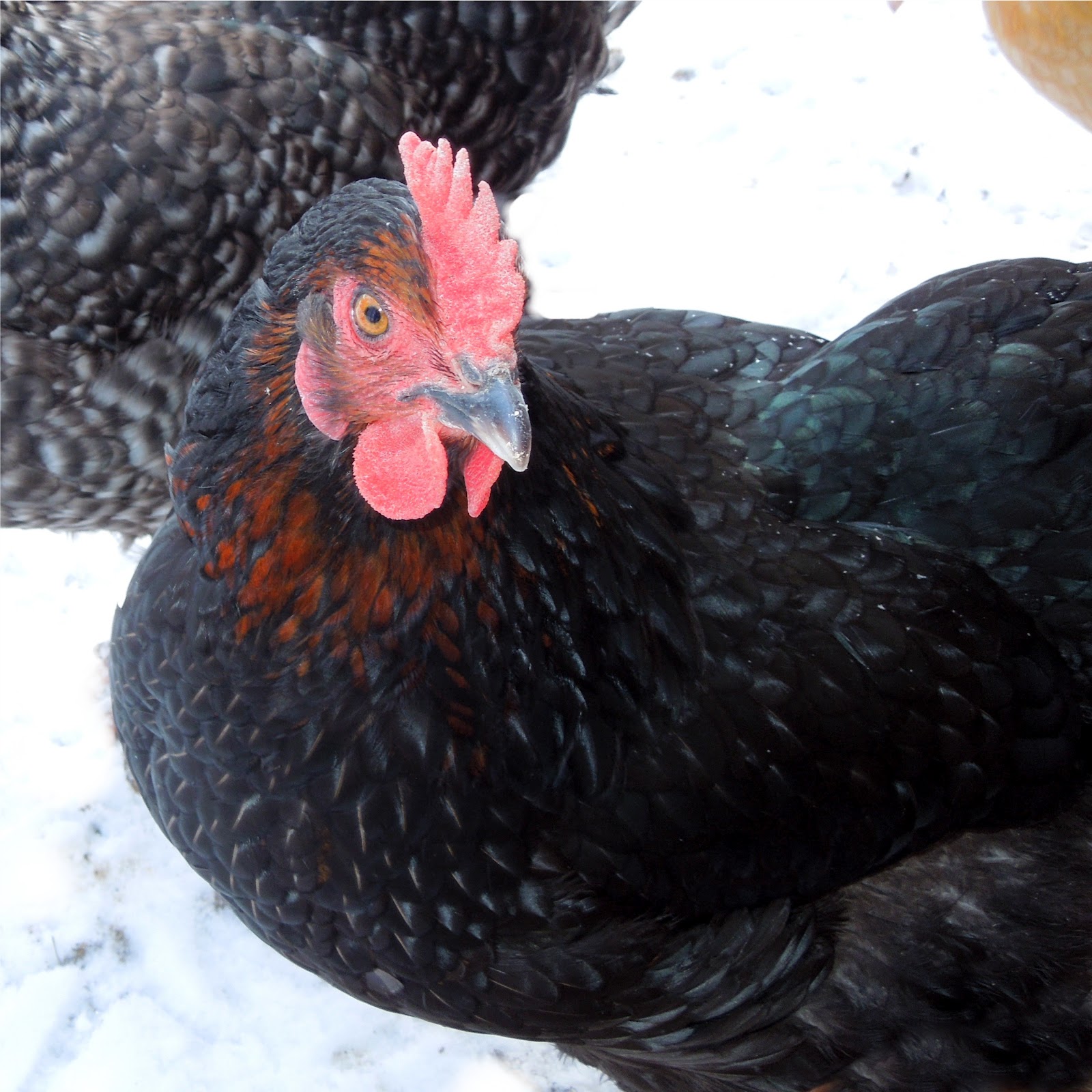 the Chicken Wrangler: Free Chickens?!? Be WARE!