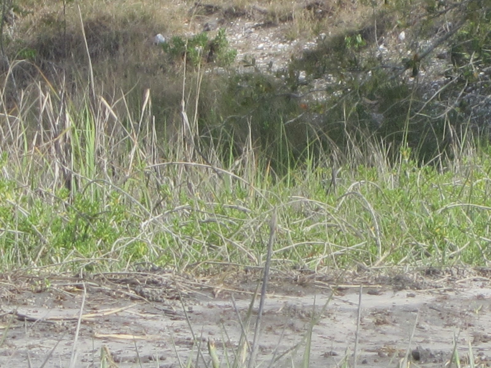 Dave's Yak Tales: Kayaking and Camping, Little Talbot Island State Park