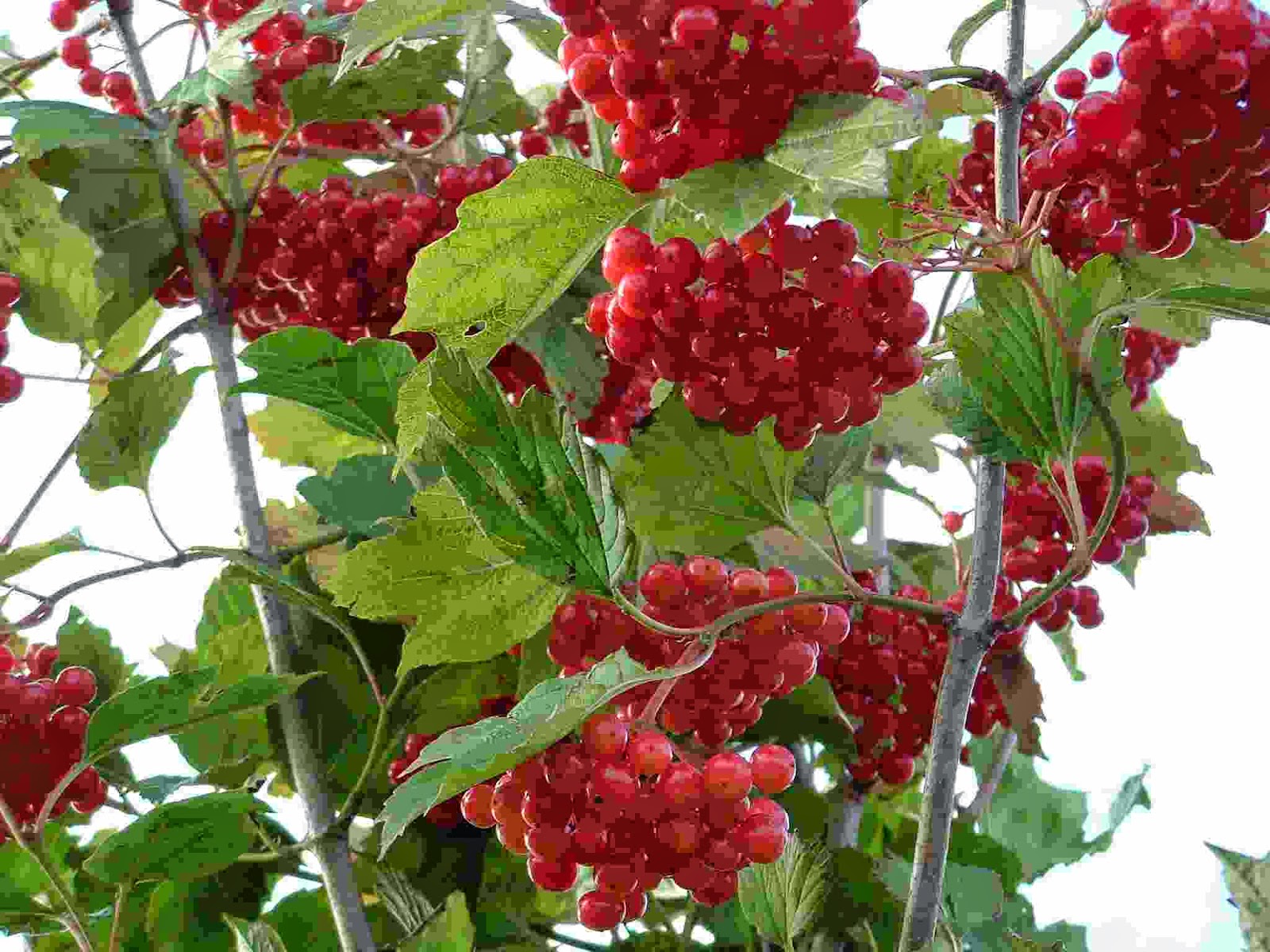 Avaleht Müük Koostöö ja reklaam Aforismid Magus Autorikaitse