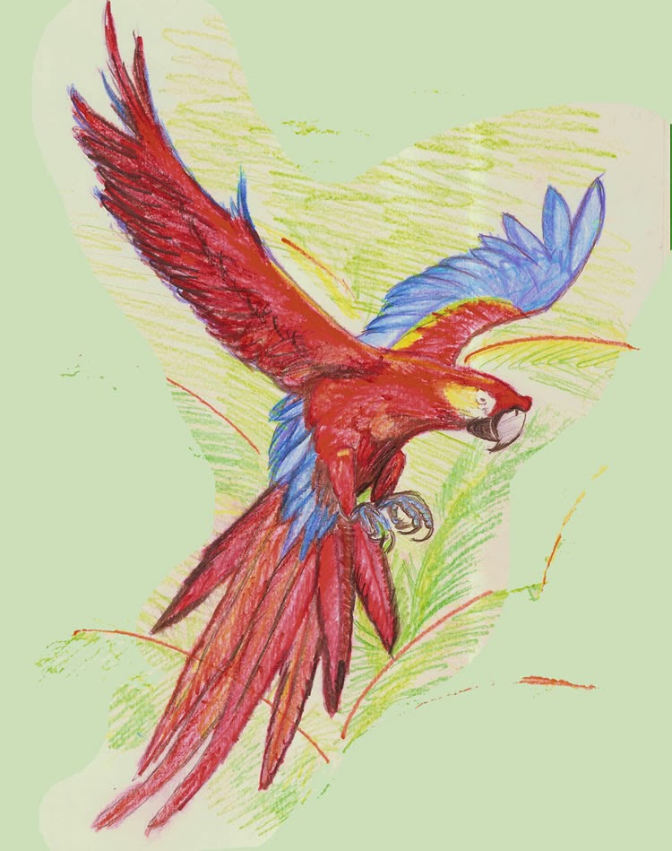 Desenhando com Lápis: Arara vermelha (scarlet macaw)