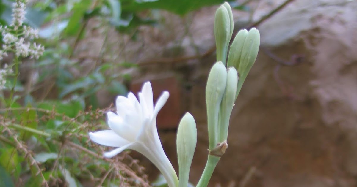 Latín y botánica: Nardo
