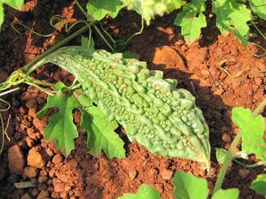 Recipes - Taste Trinidad and Tobago: Caraille ( Bitter Gourd or Bitter ...