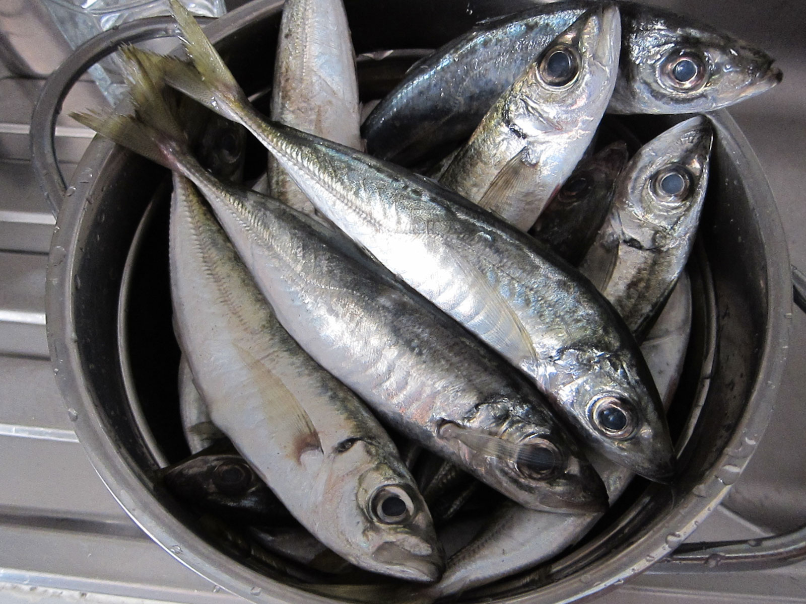 Cena mediterranea - Totani e polpette di suro