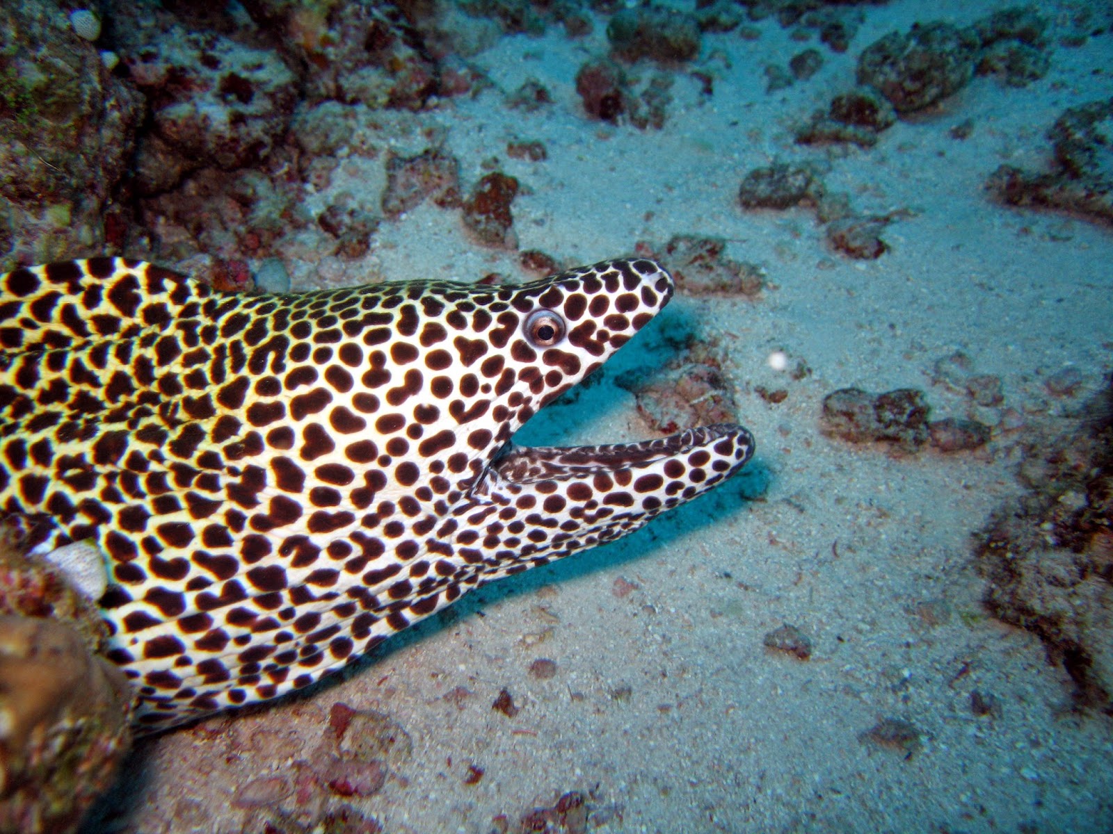 Protejamos las Maravillas del Mar: Morena: el extraño pez de las leyendas
