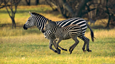 Popular Science for Kids: Zebra Facts for Kids