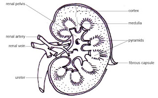 Horse Life and Love: All About ... The Kidneys