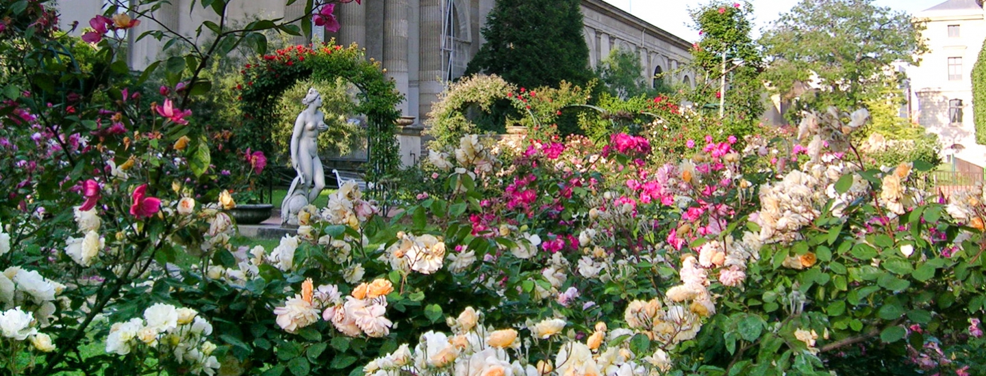 Promesse de roses: Rendez-vous aux Jardins 2016
