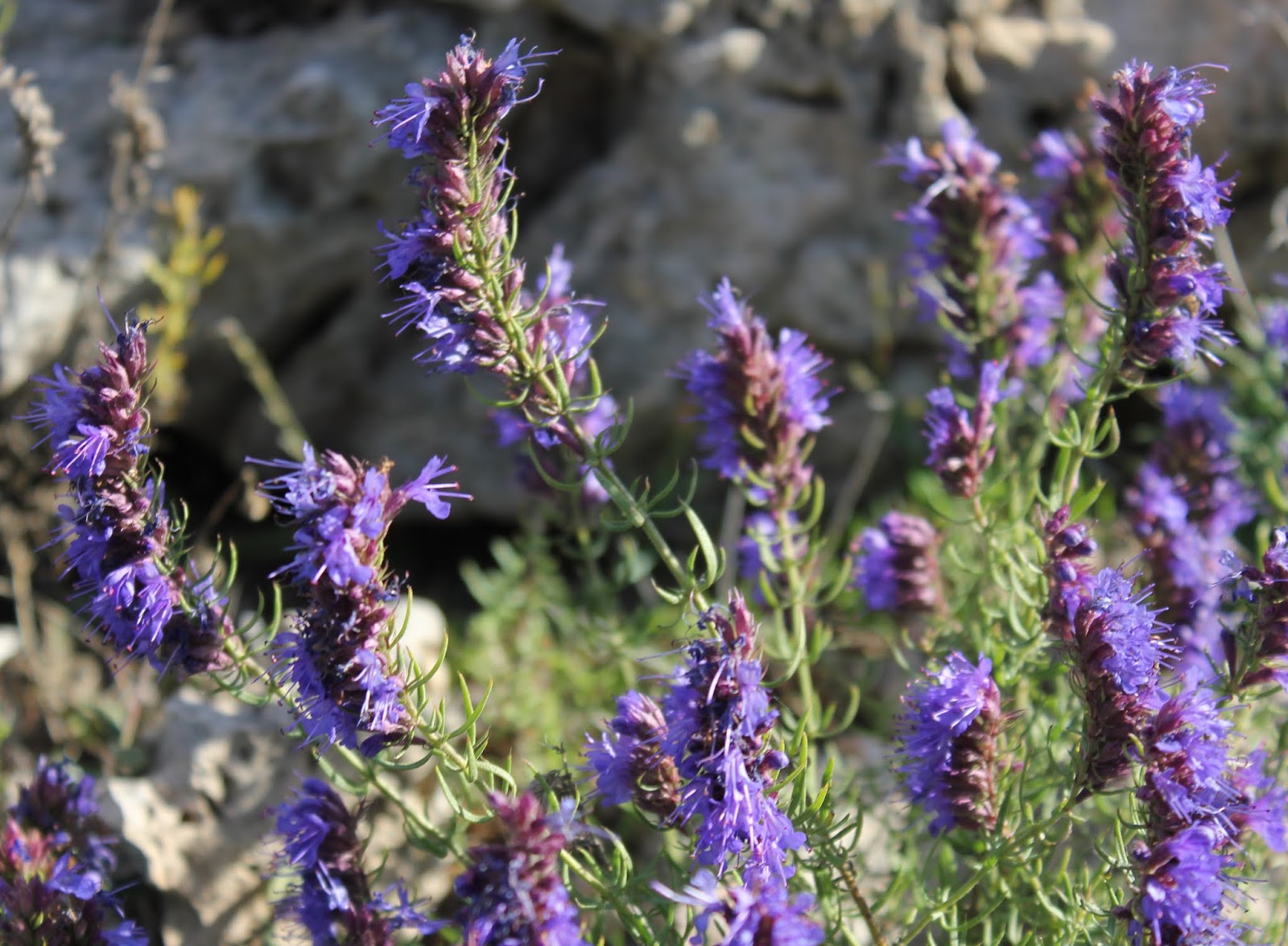 naturconsejos: HISOPO (Hyssopus officinalis)