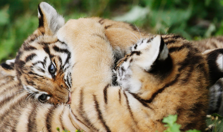 Cantinho da Francicleide: Filhotes de tigre-siberiano