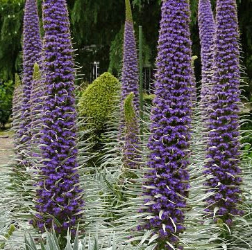 HOW TO GROW TREE ECHIUMS |The Garden of Eaden