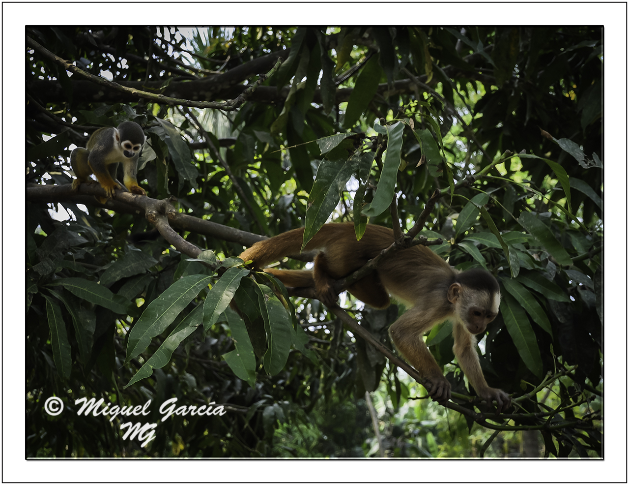 Amazonía Peruana. De los Primates. | El ojo de cristal. Fotografía Amateur.