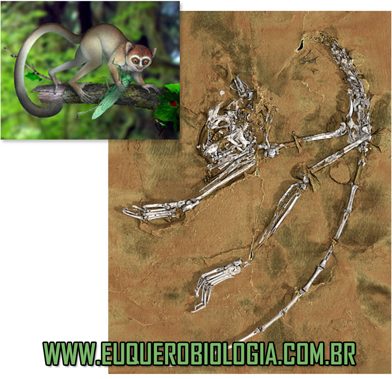 Primata mais antigo do planeta se parecia com saguis brasileiros | Eu ...