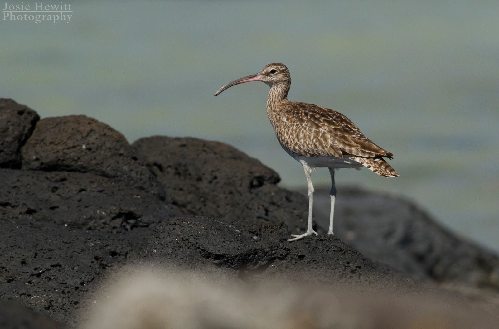 Blog | Josie Hewitt Photography: Mauritius: The Birds