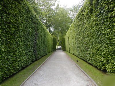 Maine Architecture: Elements of NE Style: Hedges