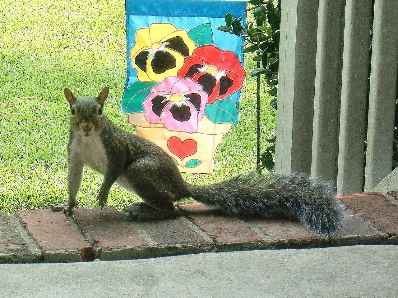 A Weekend Of Acting Squirrely