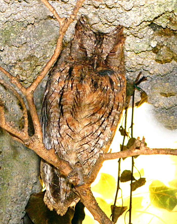 FOTO NATURA HUESCA 2: AUTILLO otus scops xot Zwergohreule Scops Owl apo ...
