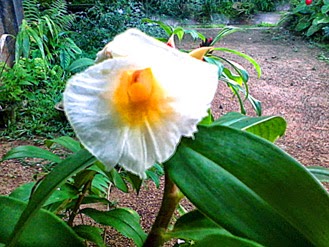 Red Crepe Ginger - Rathu Thebu | SL Flora