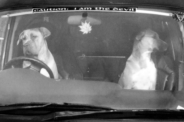 40 Cool dogs driving cars (40 pics) | Amazing Creatures