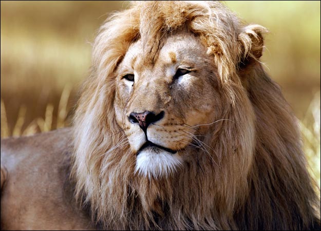 Animals: Lion