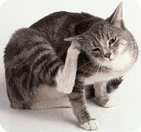 RedzWANG: DOA RAWATAN UNTUK PENYAKIT KULIT GATAL DAN GEGATA ATAU LAPAR ...