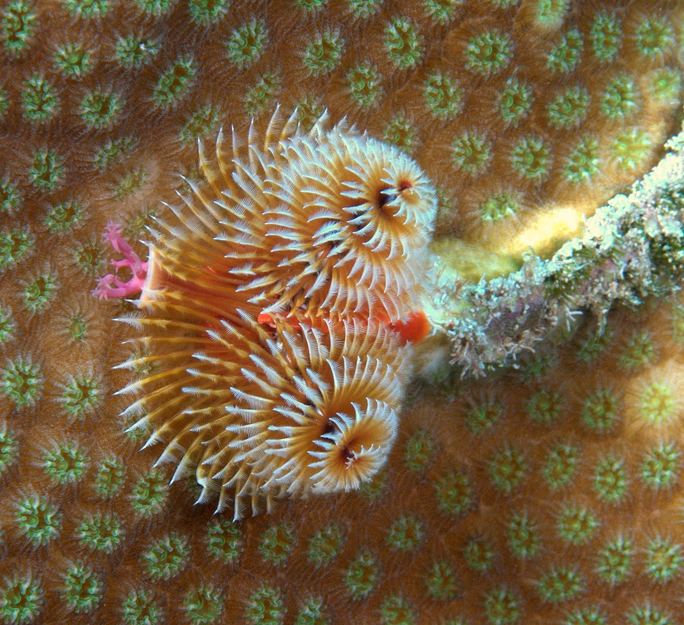 The Best of Underpressure Photography: Chamberlain's Nembrotha- Anilao ...