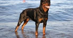 Perros y cachorros: Todo sobre el Rottweiler