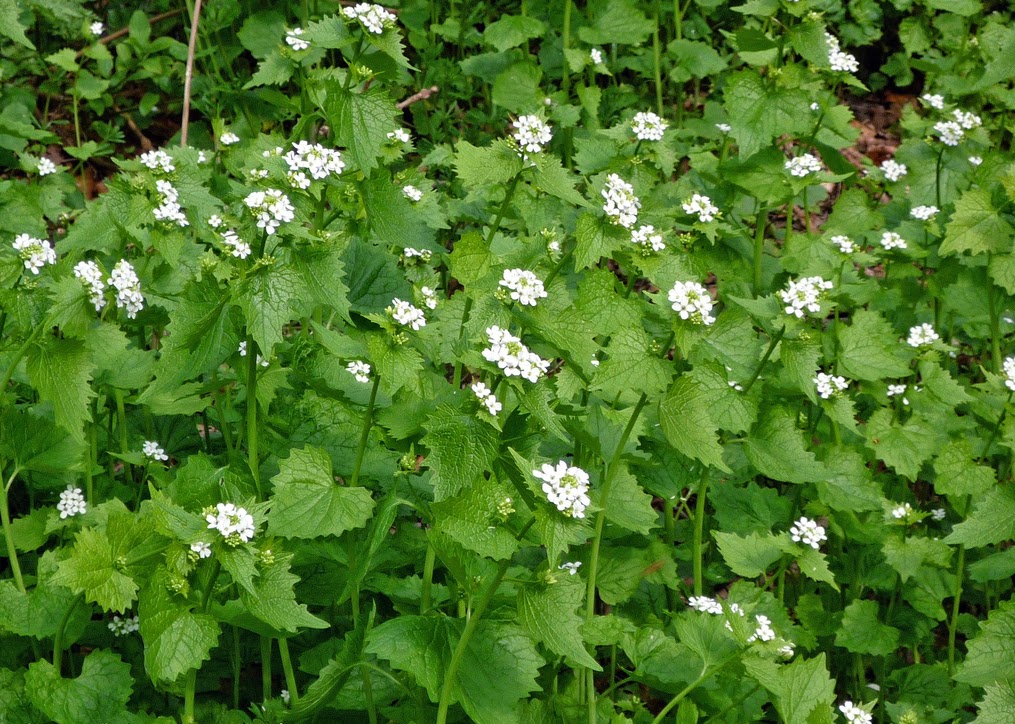 Bloemherbarium: Look-zonder-look