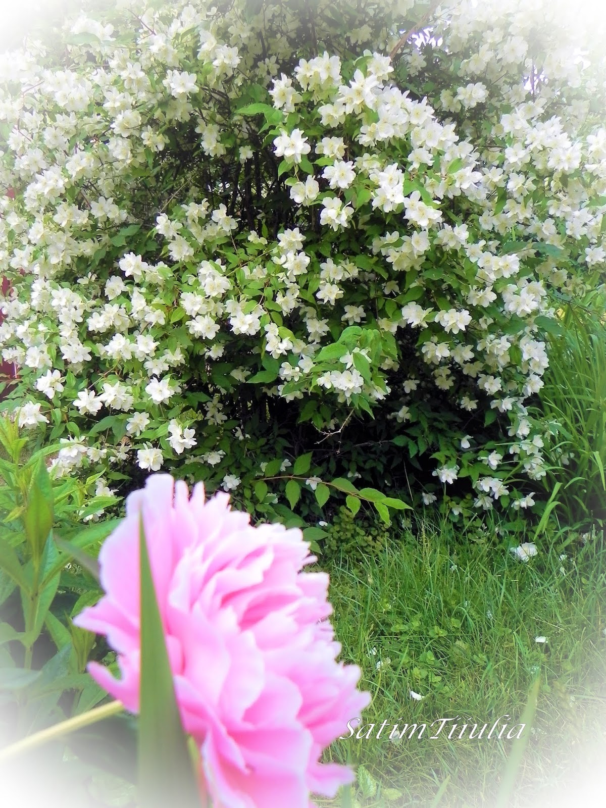 SatunTuulia: Kukkivia pensaita