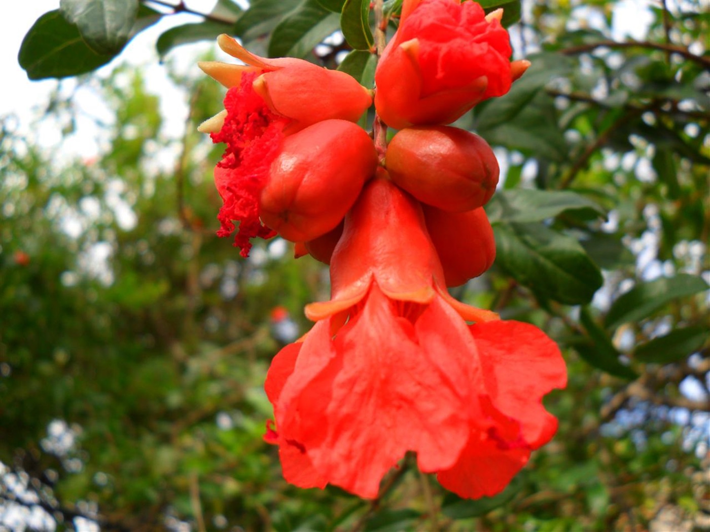 Blog do Edu Ambiental: Flor