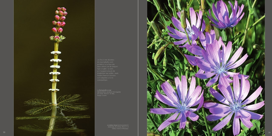 Animalia: Hyper Nature, de Philippe Martin