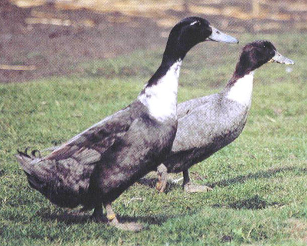 Breed Savers: The Huttegem or Oudenaarde Duck – Are We Too Late?