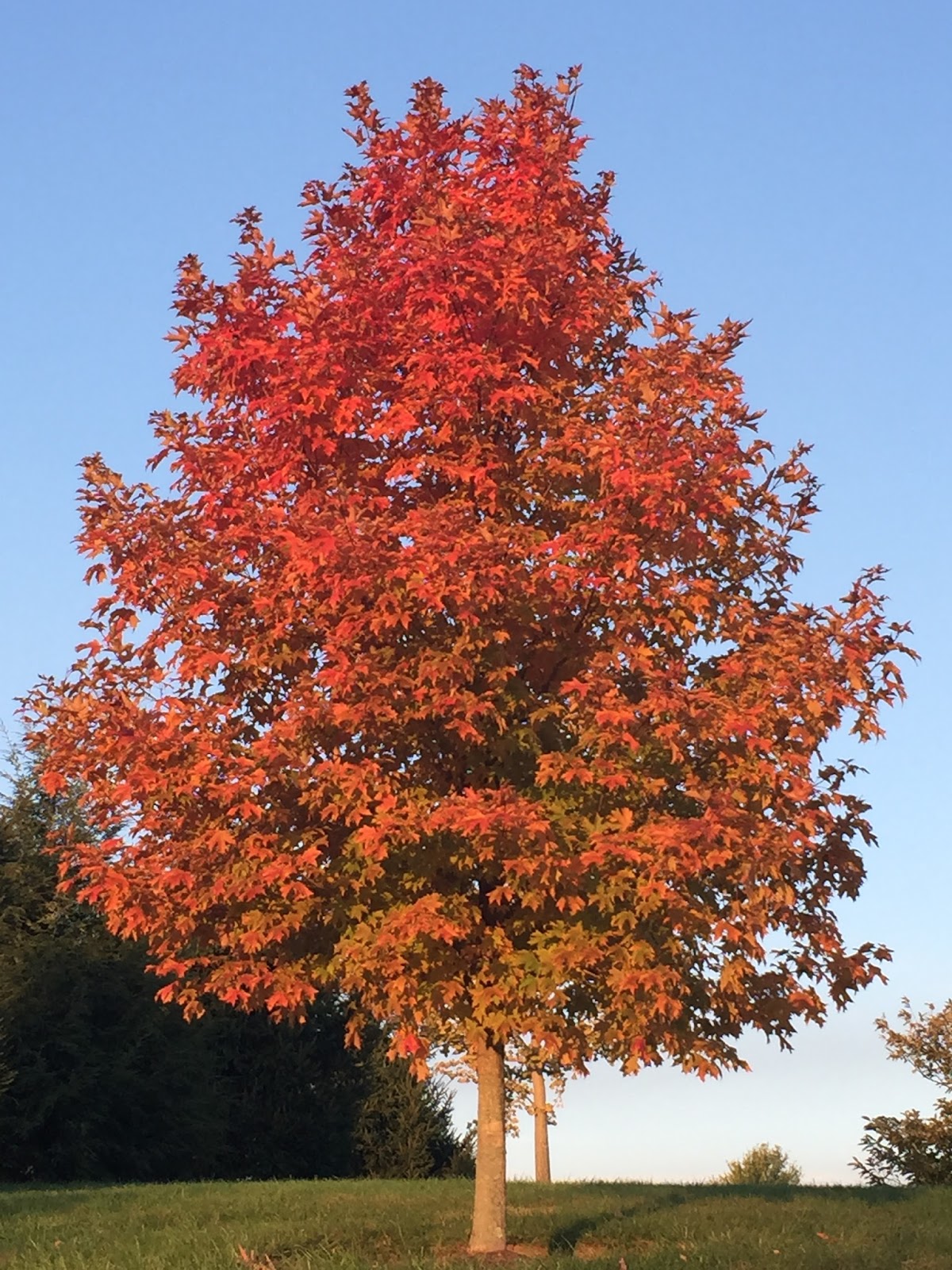 A Writer's Rush: Backyard Fall Colors, an Autumn Harper's Ferry Trip ...