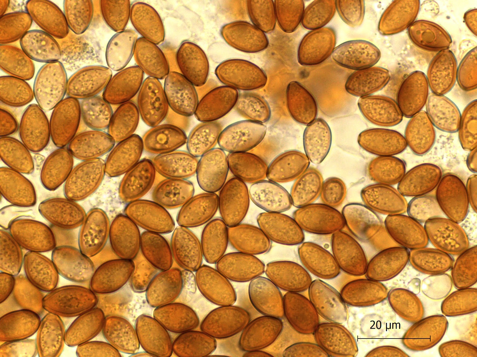 Small Wonder: Mushroom spores