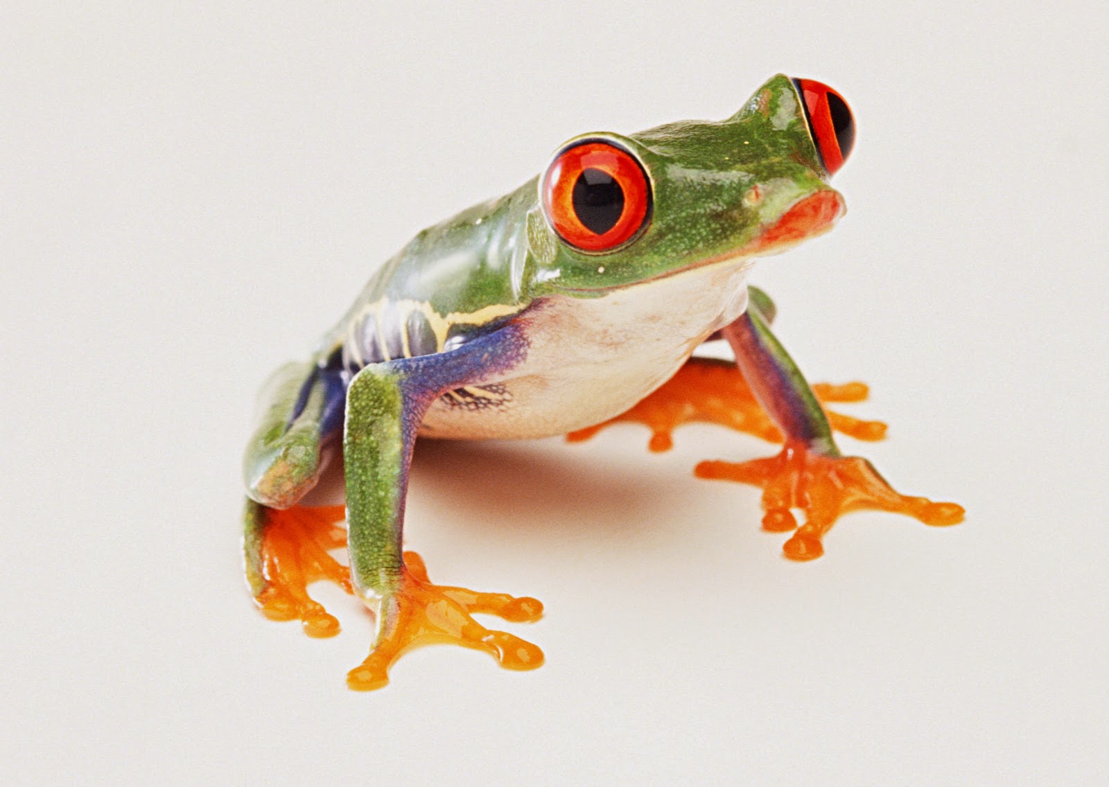 27 Stock Photo Gambar Katak High Resolution
