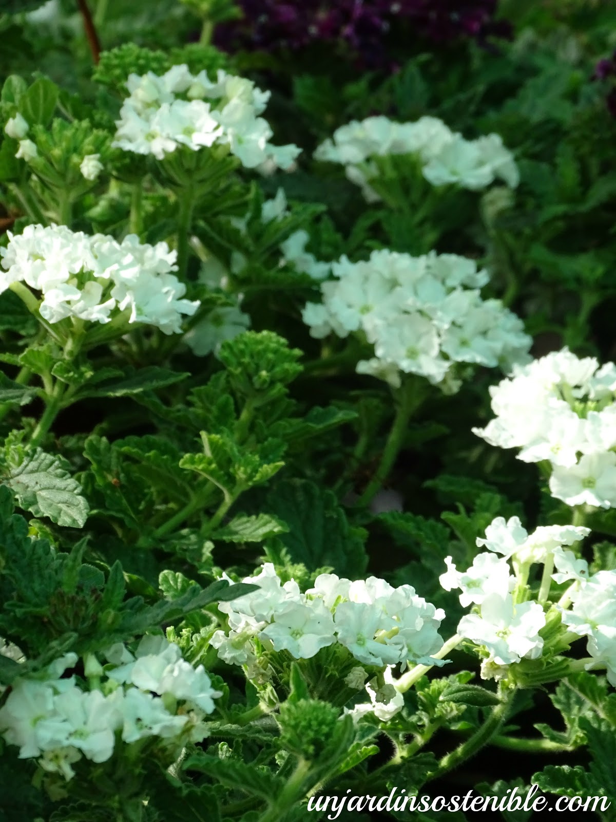 Verbena repens hybrida (Verbena rastrera)