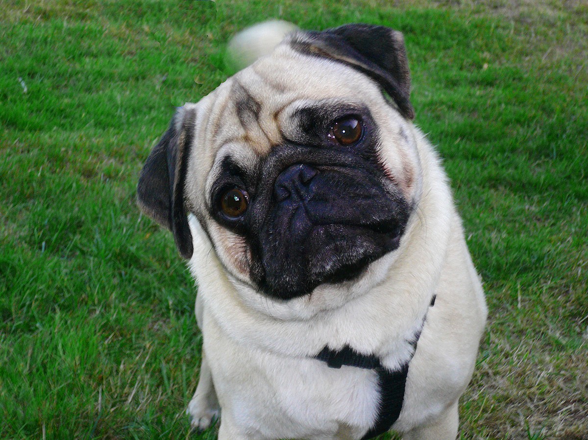 Pug obesos - Imagui